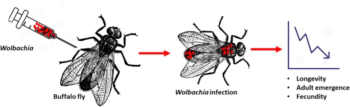 Buffalo Fly Faces Dengue Nemesis Queensland Alliance For Agriculture And Food Innovation